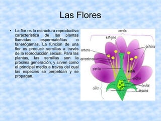 La planta y sus partes | ODP
