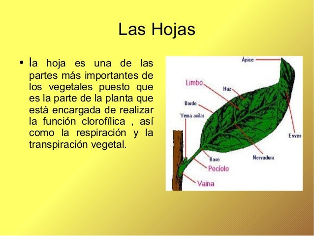Partes De Una Hoja