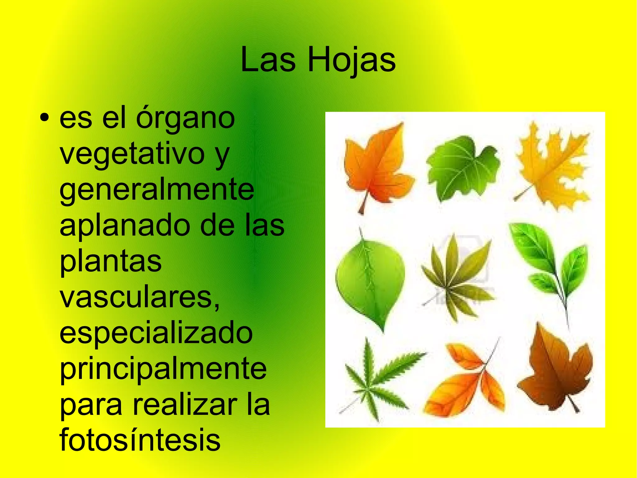 La planta y sus partes | ODP