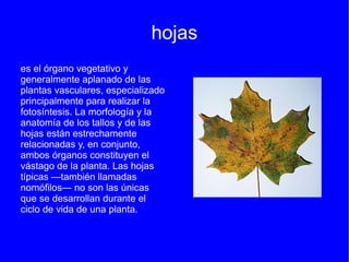 La planta y sus partes | ODP