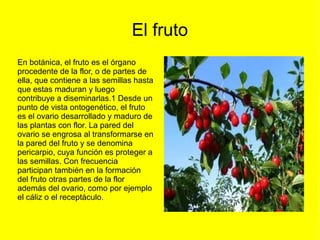 La planta y sus partes | ODP