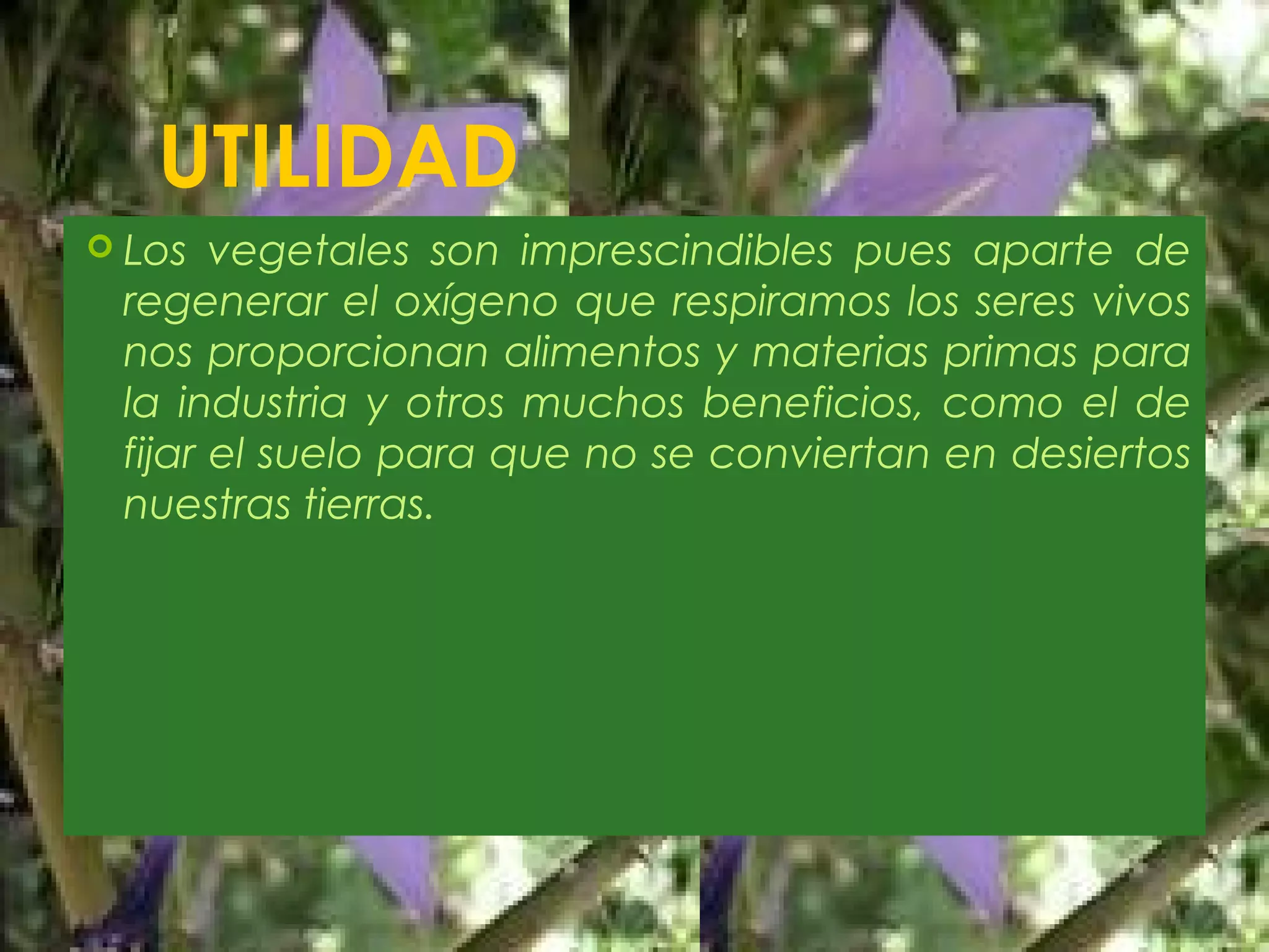 La Planta y sus partes | PPT | Biological Sciences | Science