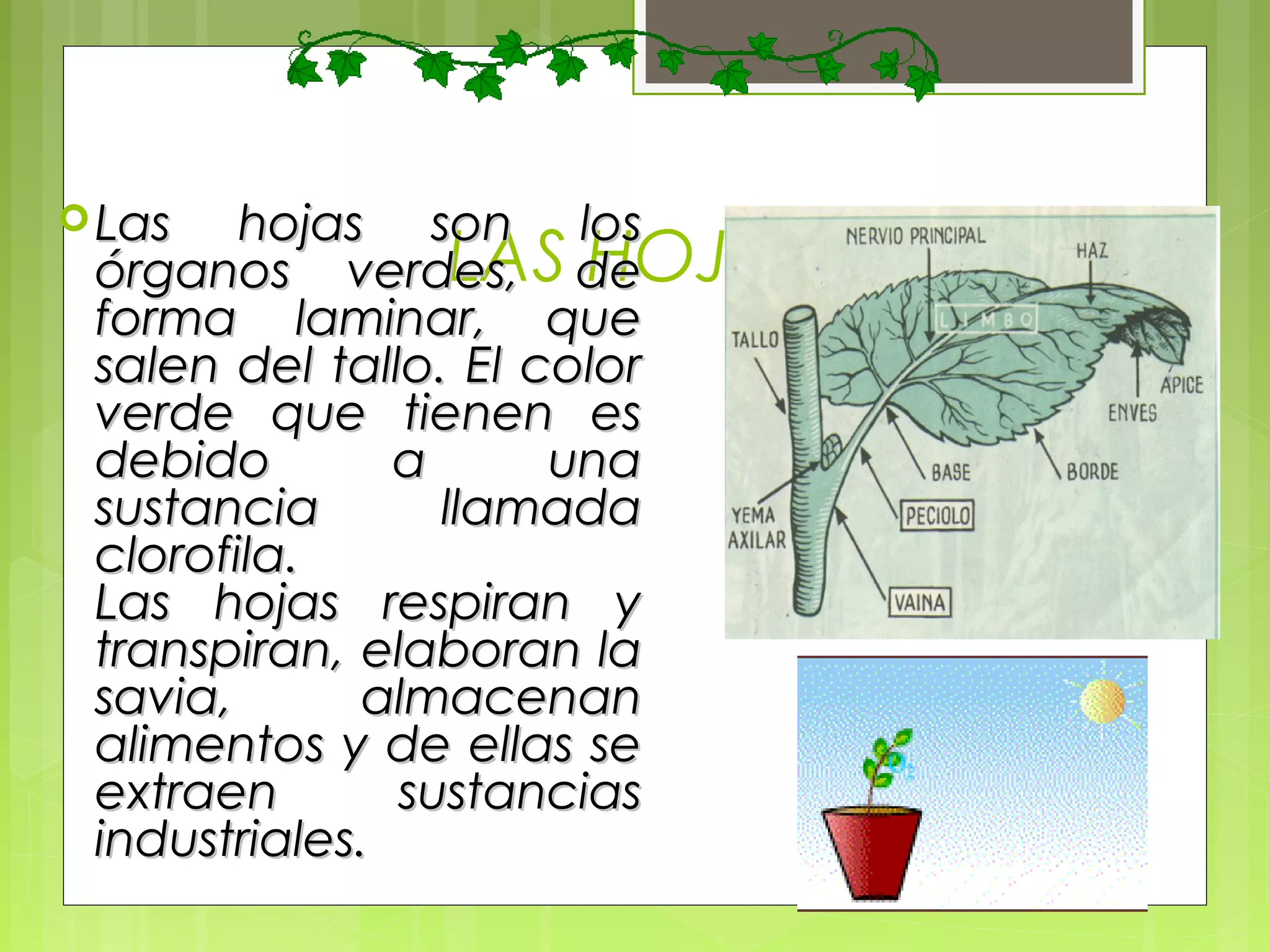 La Planta y sus partes | PPT | Biological Sciences | Science