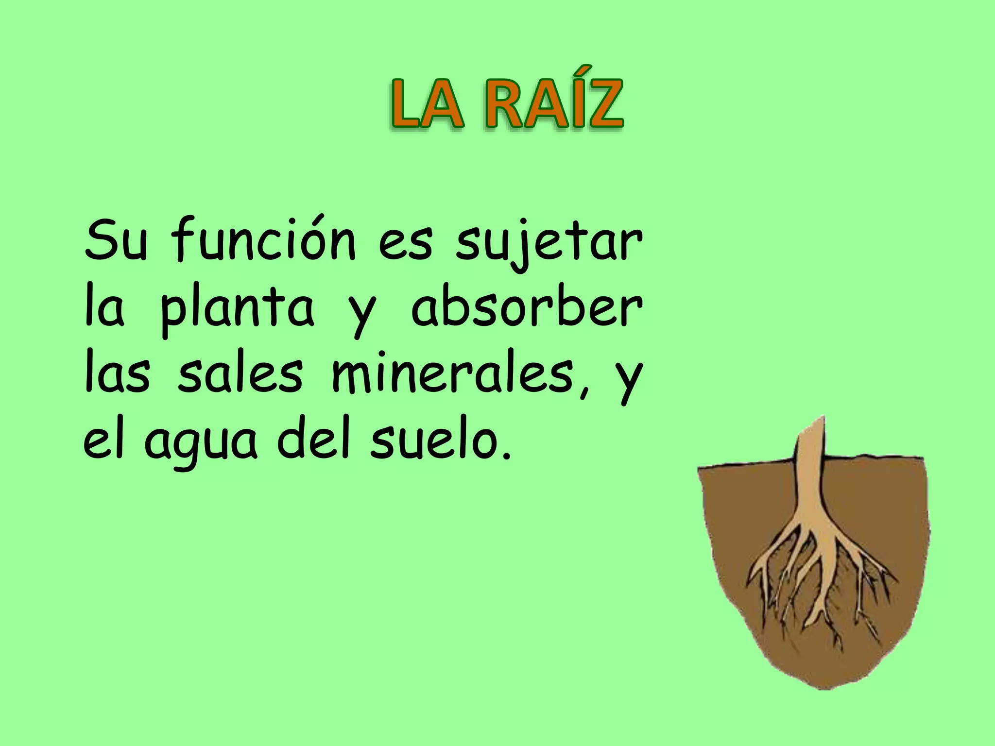 La planta y sus partes | PPT