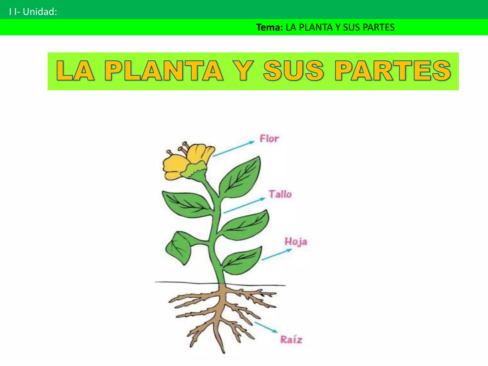 La planta y sus partes | PPT