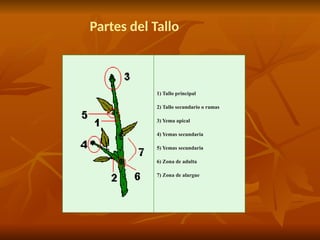 La planta, sus partes y la importacia para el medio ambientepptx | PPTX