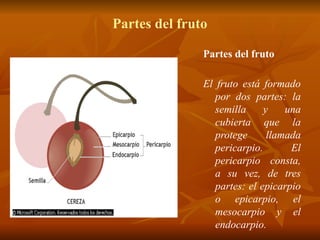 La planta, sus partes y la importacia para el medio ambientepptx | PPTX