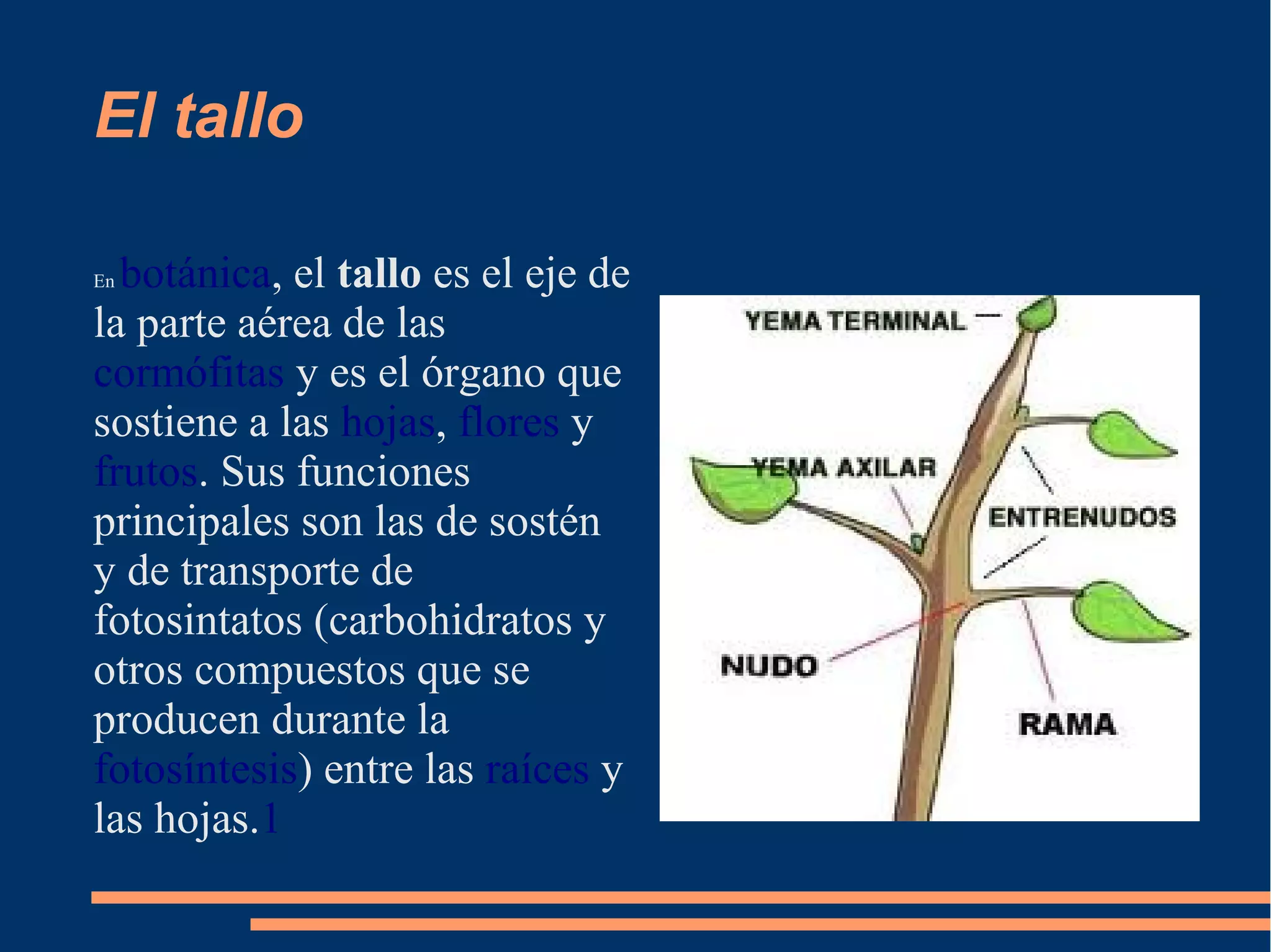 La planta y sus partes 6b | ODP