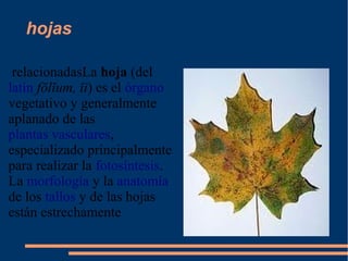 La planta y sus partes 6b | ODP