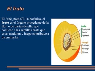 La planta y sus partes 6b | ODP