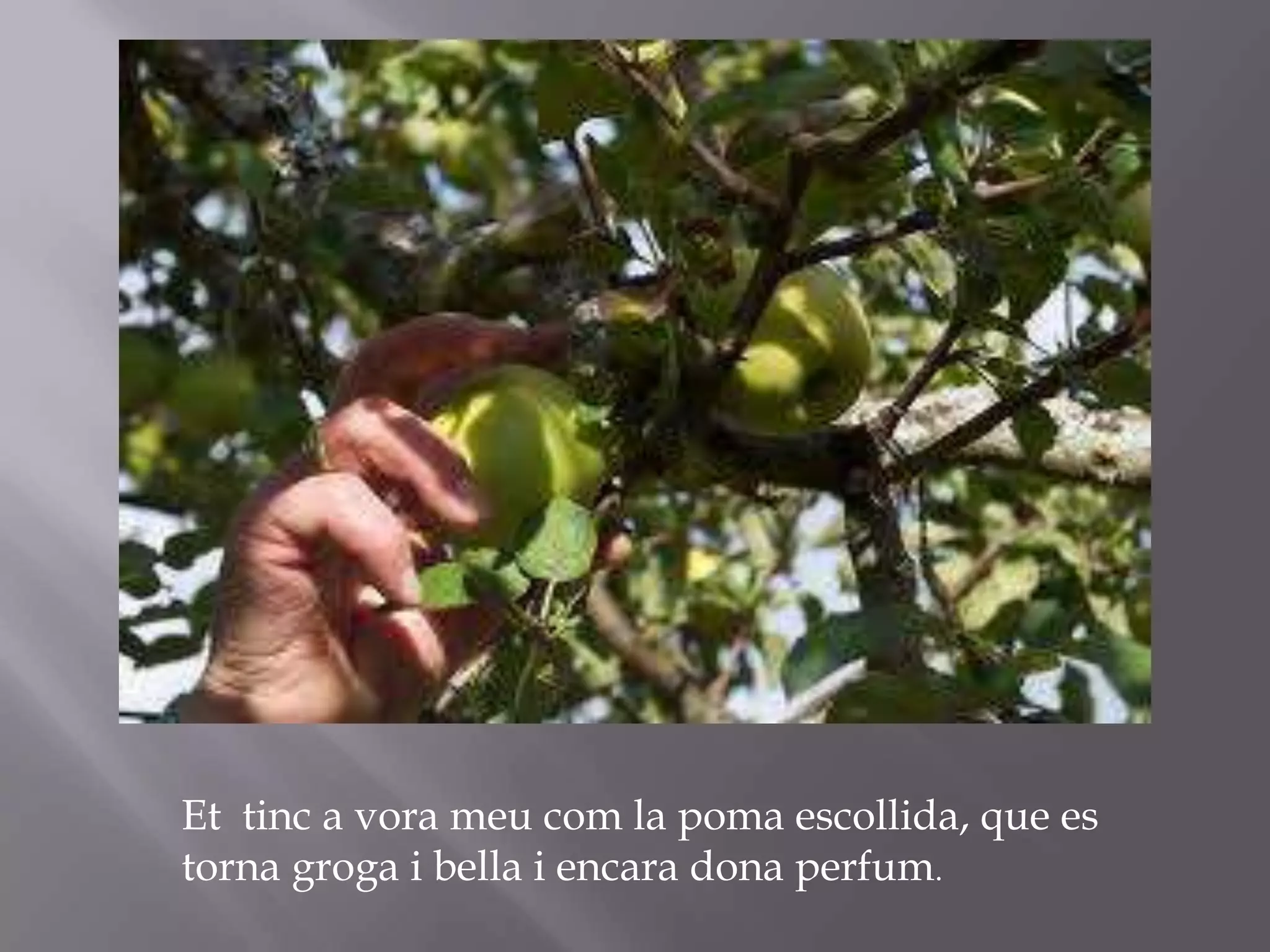 La poma escollida 2 | PPTX