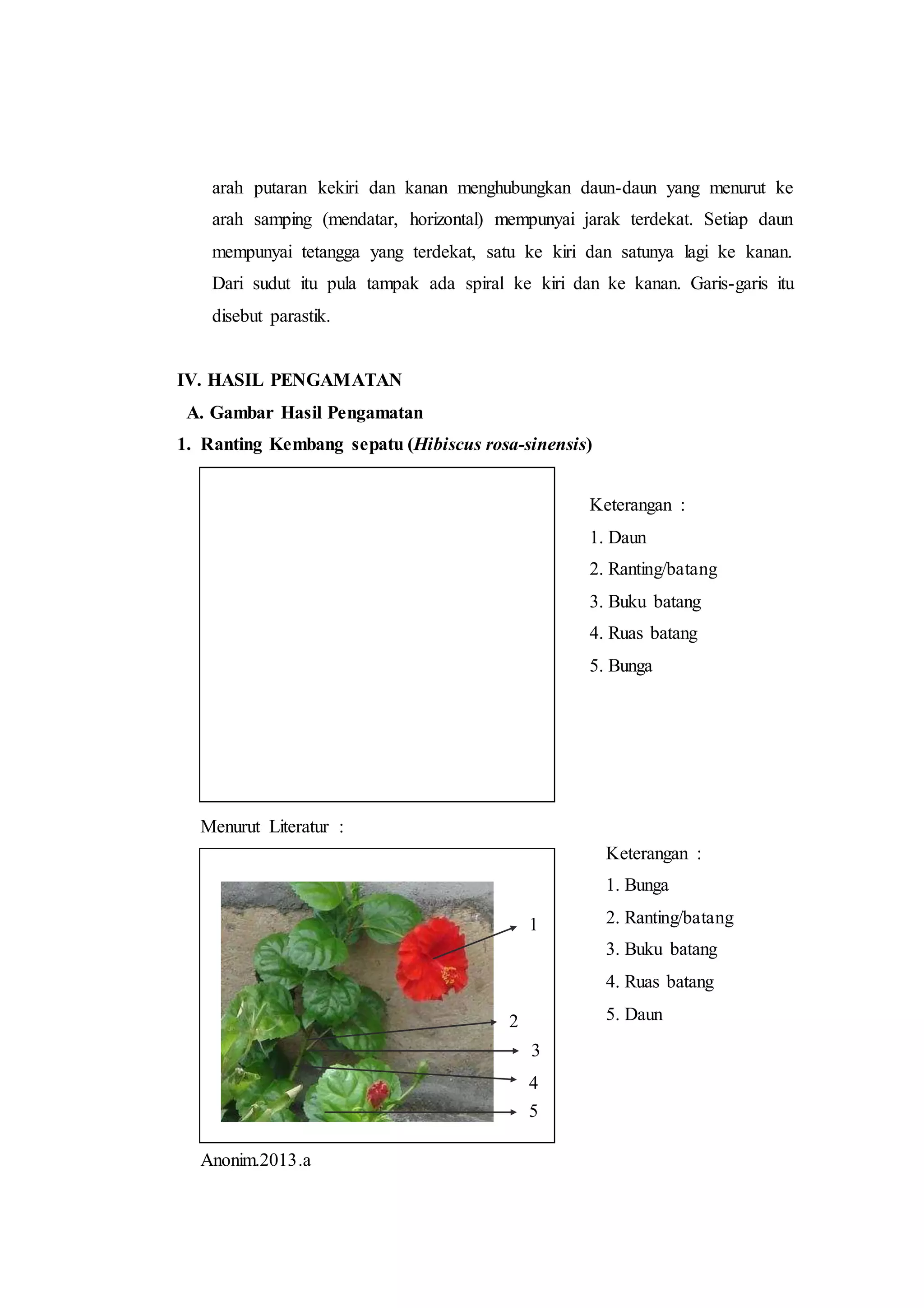 Laporan praktikum 3 tata letak daun rumus daun dan diagram daun ...