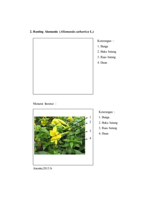 Laporan praktikum 3 tata letak daun rumus daun dan diagram daun ...
