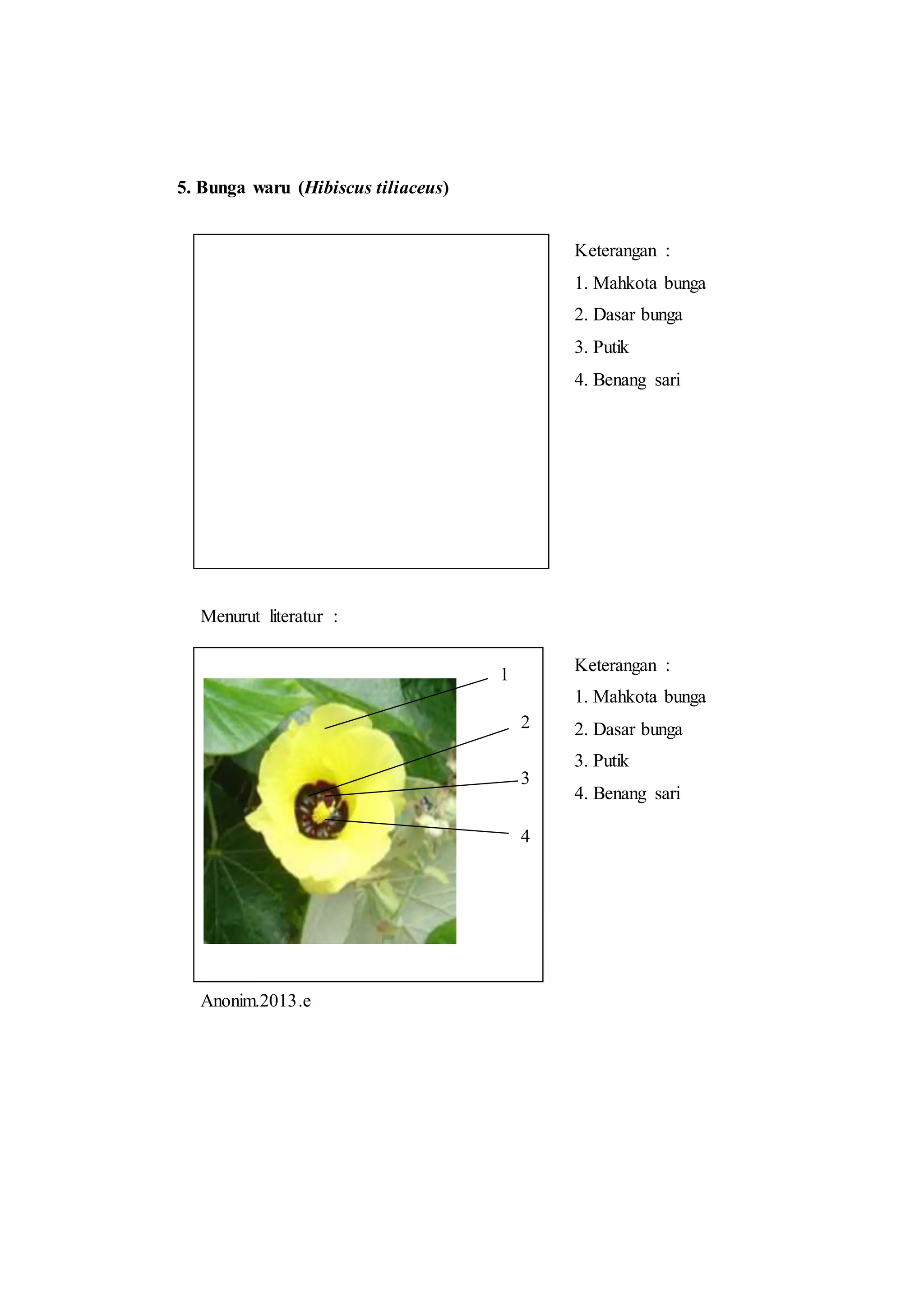Laporan praktikum 5 bunga tunggal (morfologi tumbuhan) | DOCX