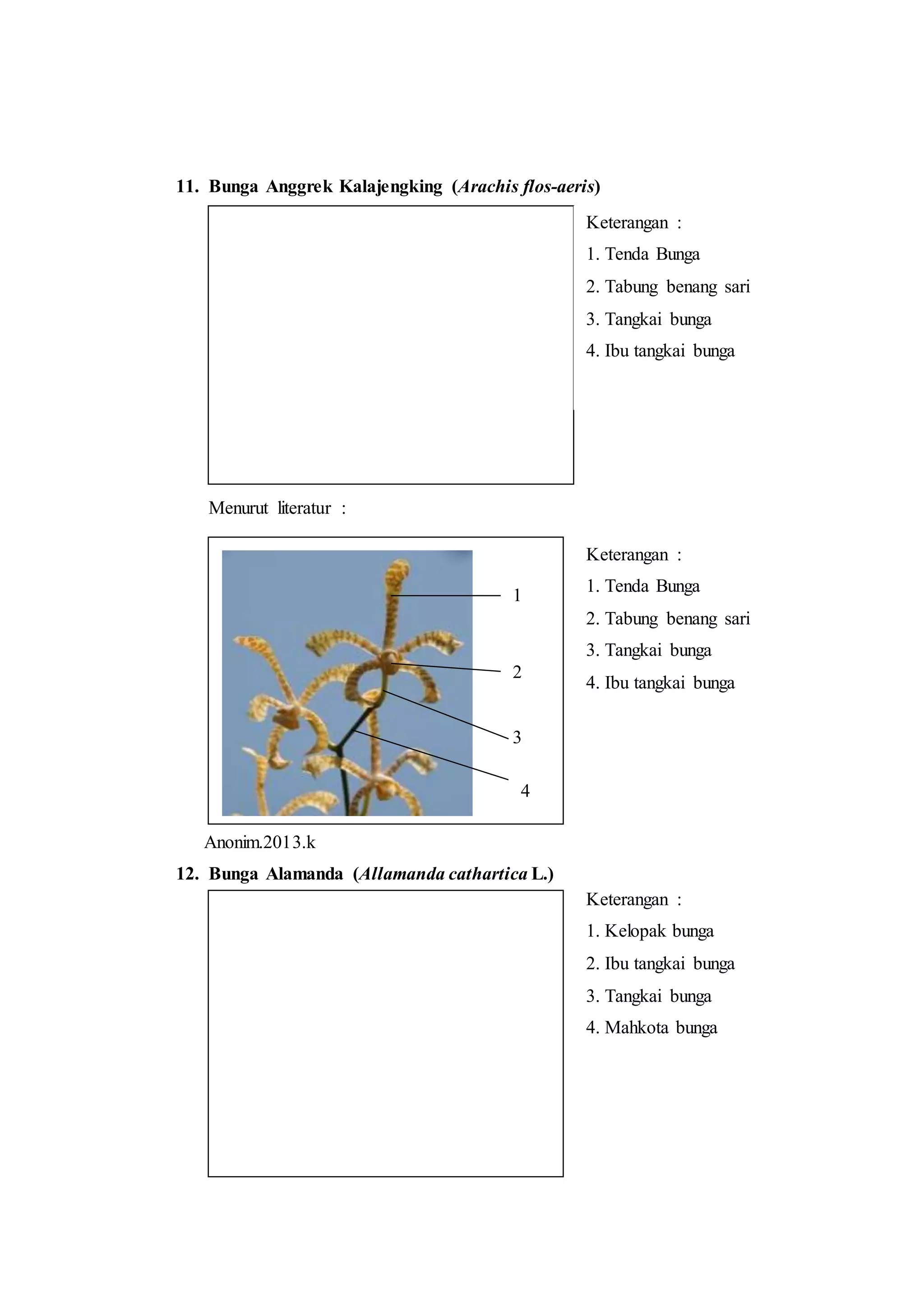Laporan praktikum 6 bunga majemuk (morfologi tumbuhan) | DOCX