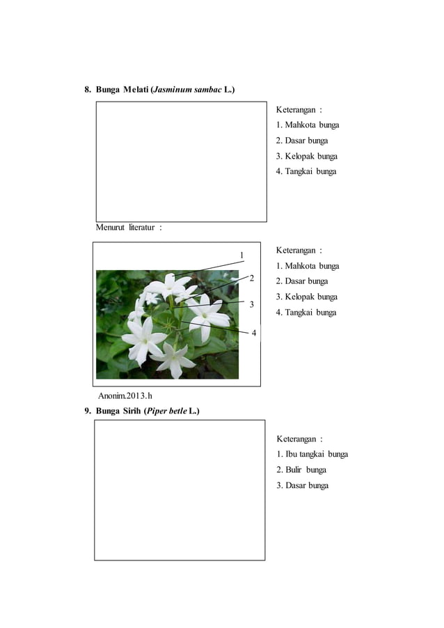 Laporan praktikum 6 bunga majemuk (morfologi tumbuhan) | DOCX