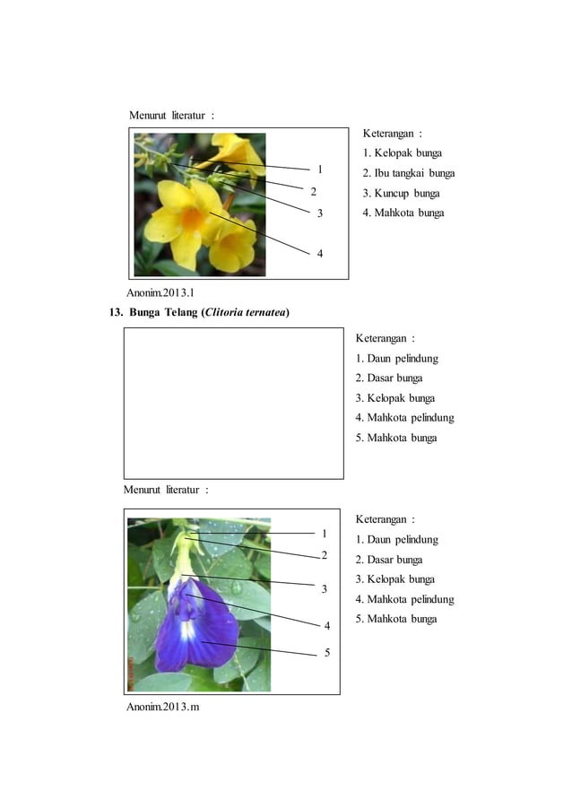 Laporan praktikum 6 bunga majemuk (morfologi tumbuhan) | DOCX
