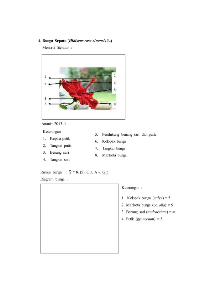 Laporan Praktikum 7 Rumus Bunga Dan Diagram Bunga Morfologi Tumbuhan