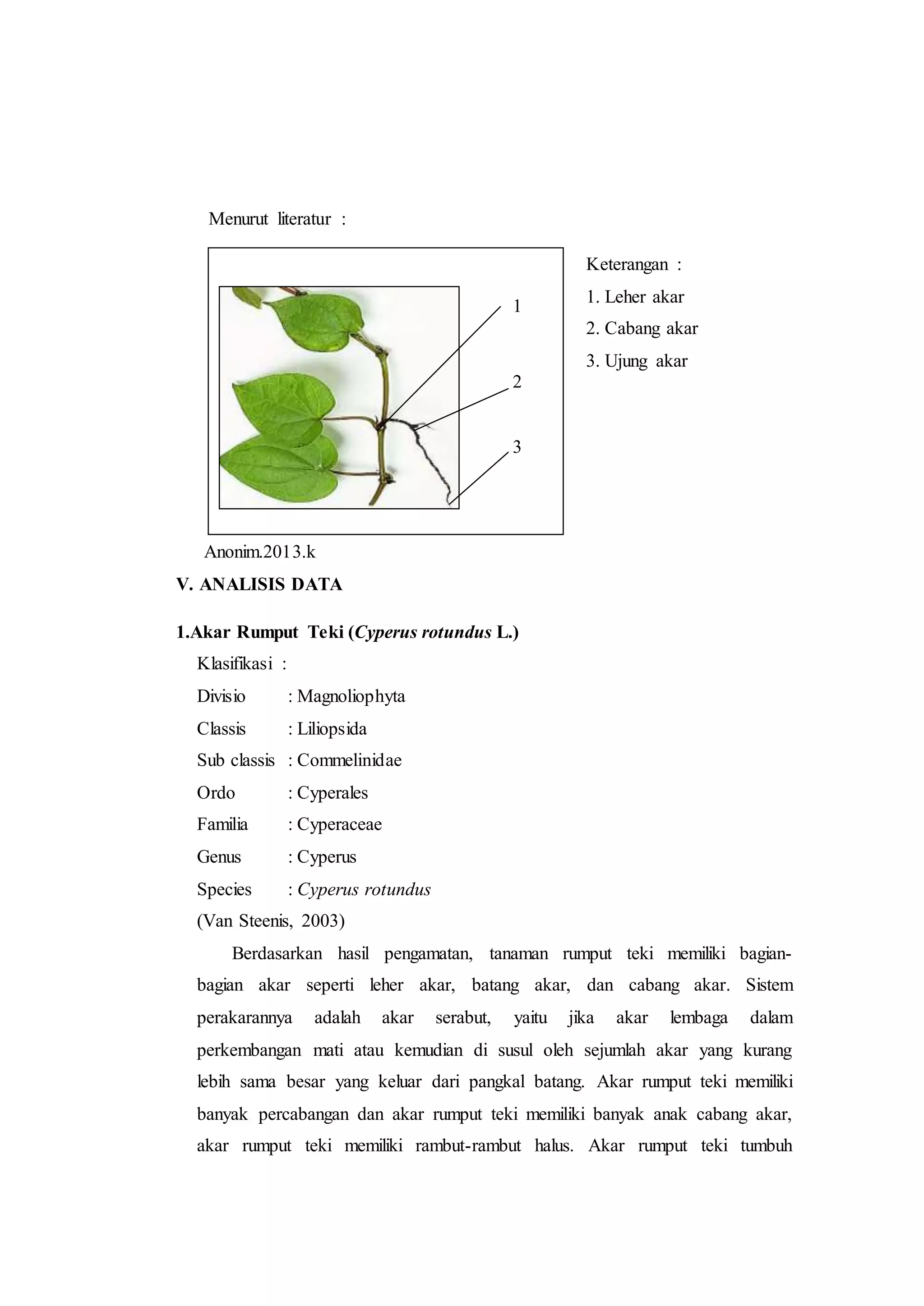 Laporan praktikum 8 akar dan modifikasinya (morfologi tumbuhan) | DOCX