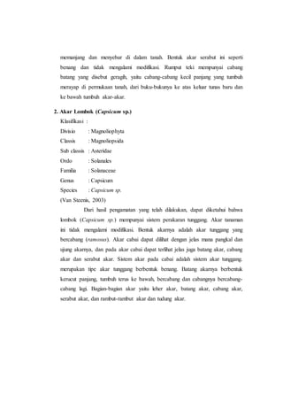 Laporan praktikum 8 akar dan modifikasinya (morfologi tumbuhan) | DOCX