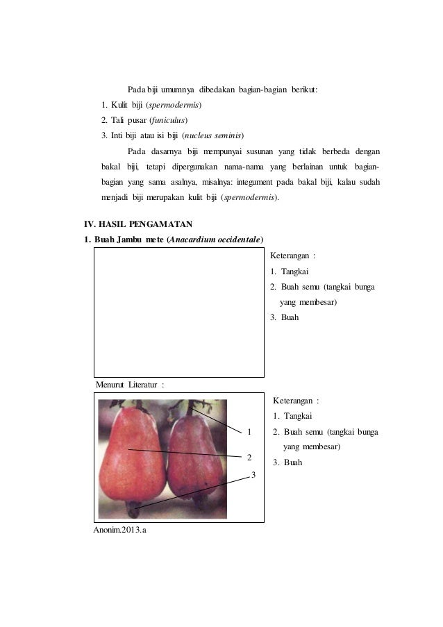 Laporan praktikum 10 buah dan biji (morfologi tumbuhan) Laporan praktikum 10 buah dan biji (morfologi tumbuhan)