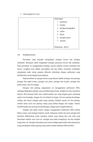 MEMPELAJARI JARINGAN PADA HEWAN DAN TUMBUHAN | DOCX