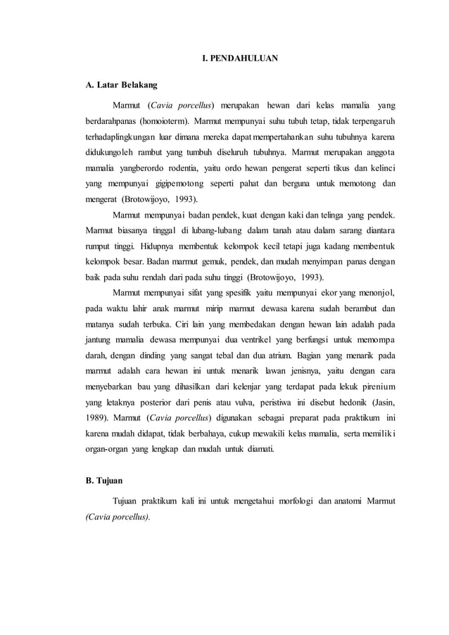 Laporan anatomi marmut | DOCX