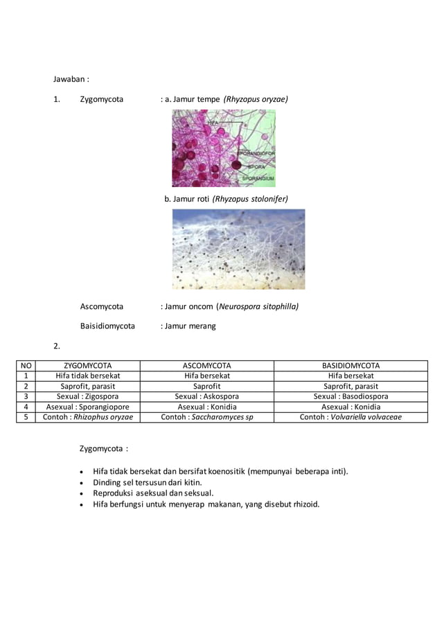 Laporan hasil pengamatan jamur mikroskopis | DOCX
