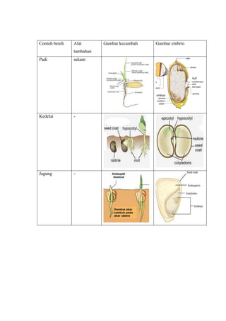 Laporan identifikasi benih dan kecambah | PDF