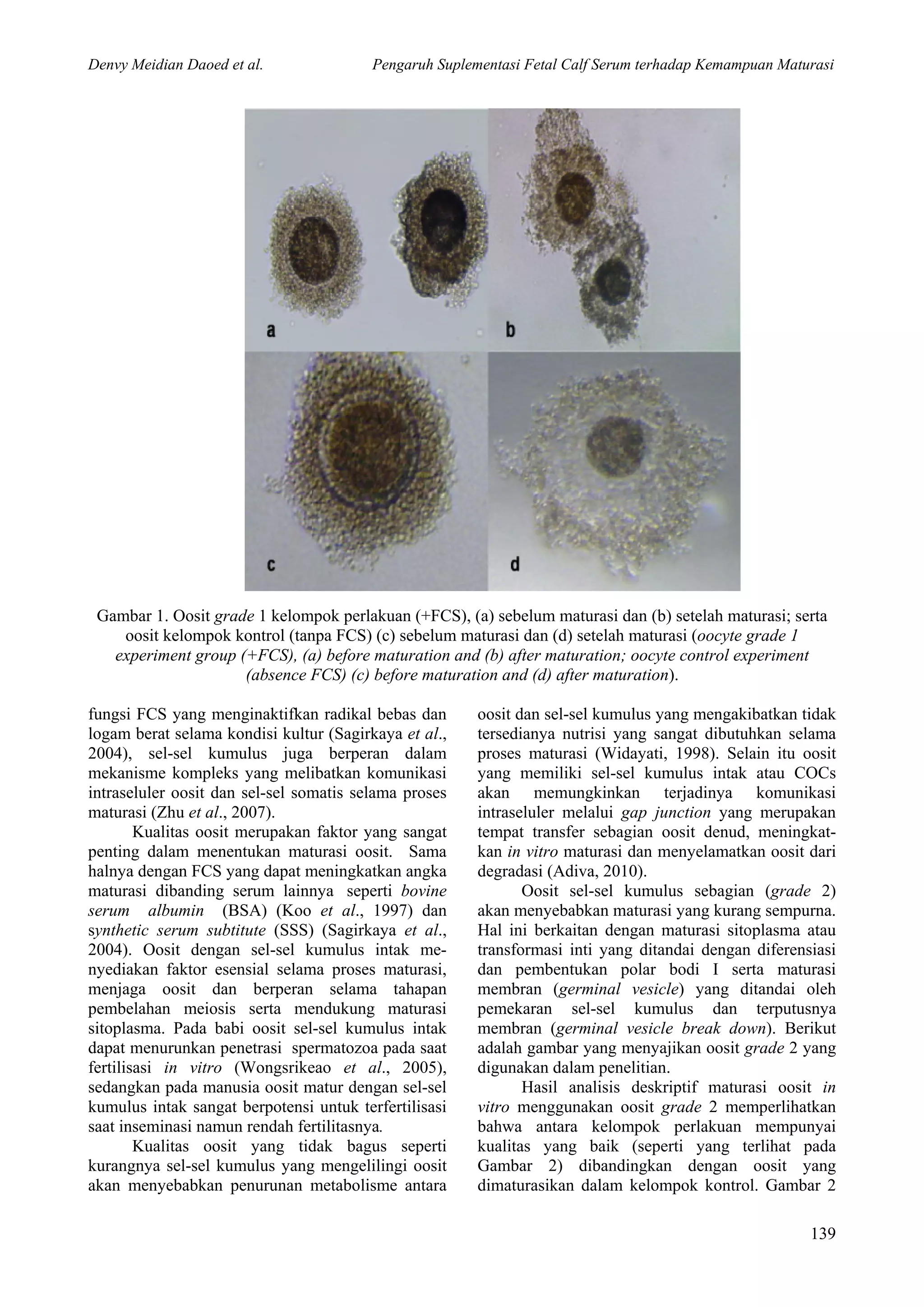 Laporan in vitro maturasi | PDF