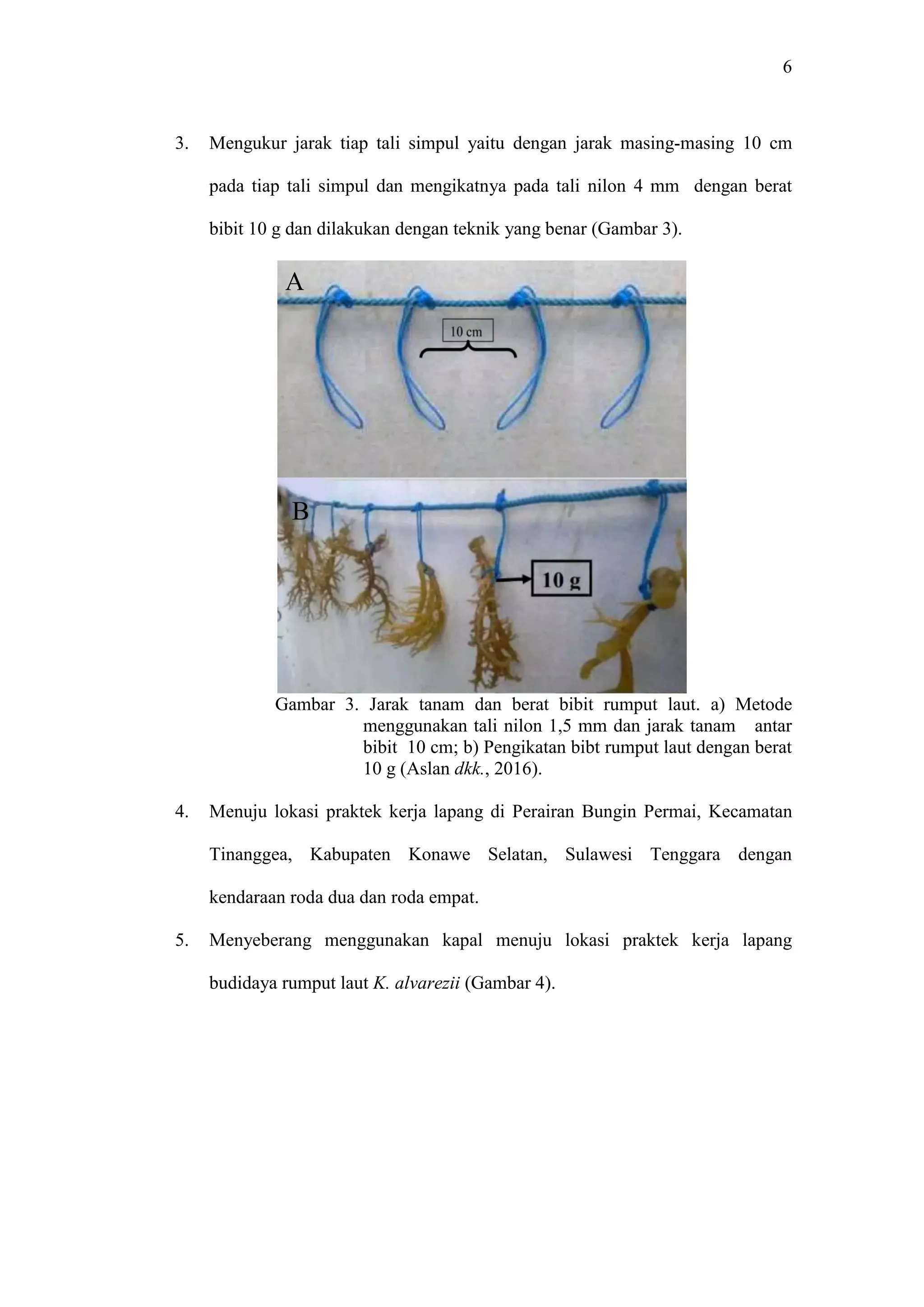 Budidaya Rumput Laut Kappaphycus alvarezii Menggunakan Bibit Hasil ...