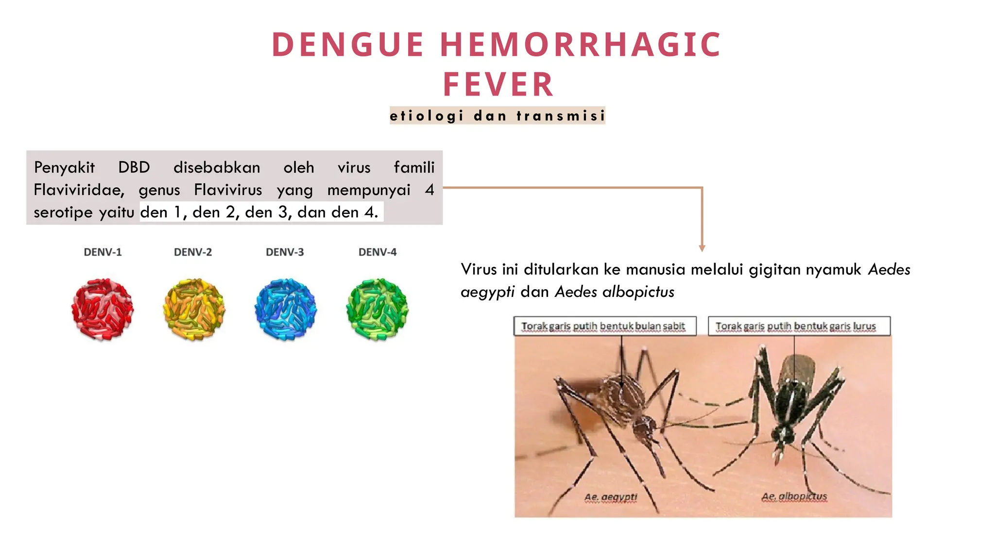 demam berdarah dengue (dengue hemmoragic fever) | PPTX