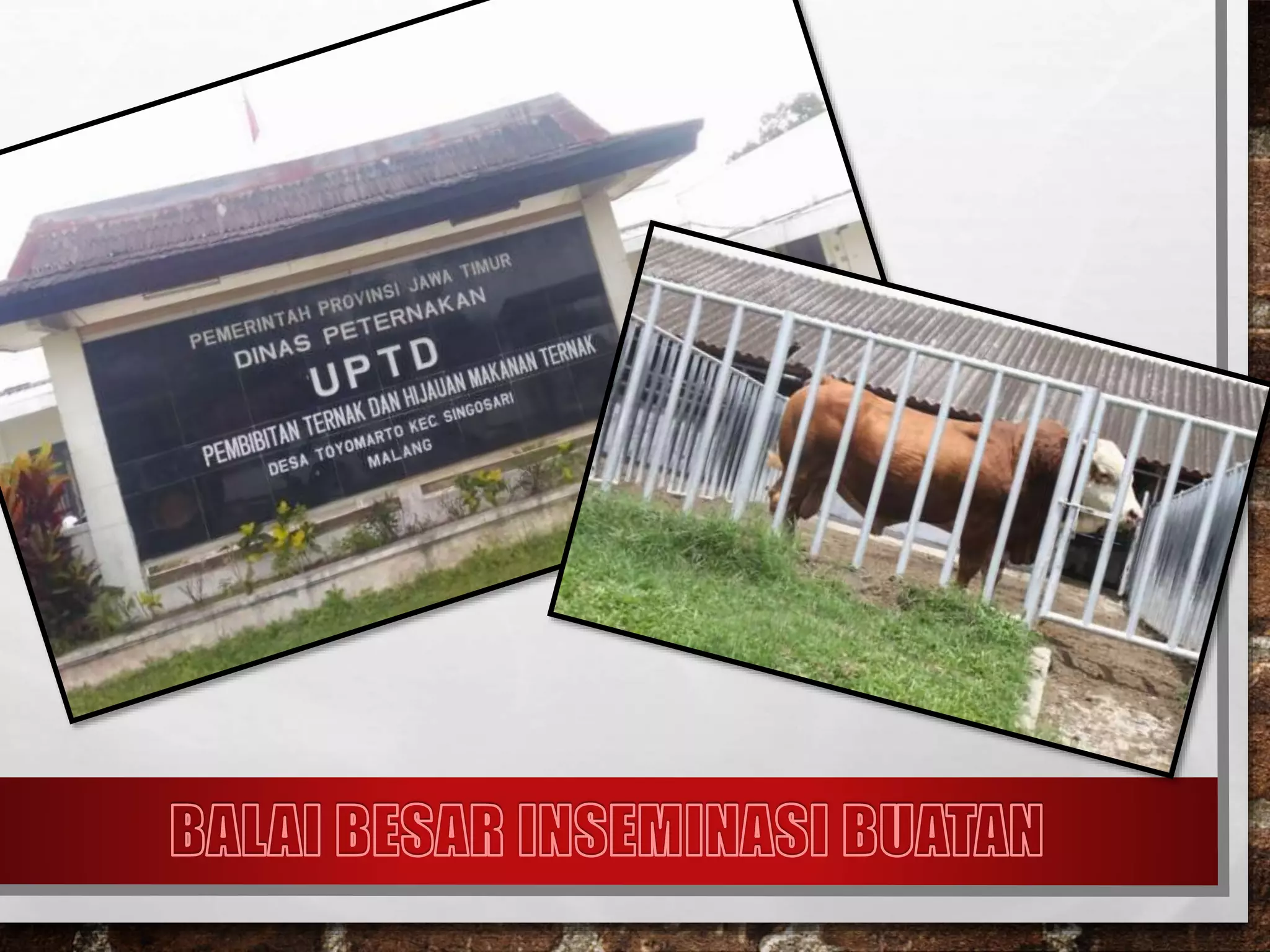 Laporan outdoor learning singosari | PPT