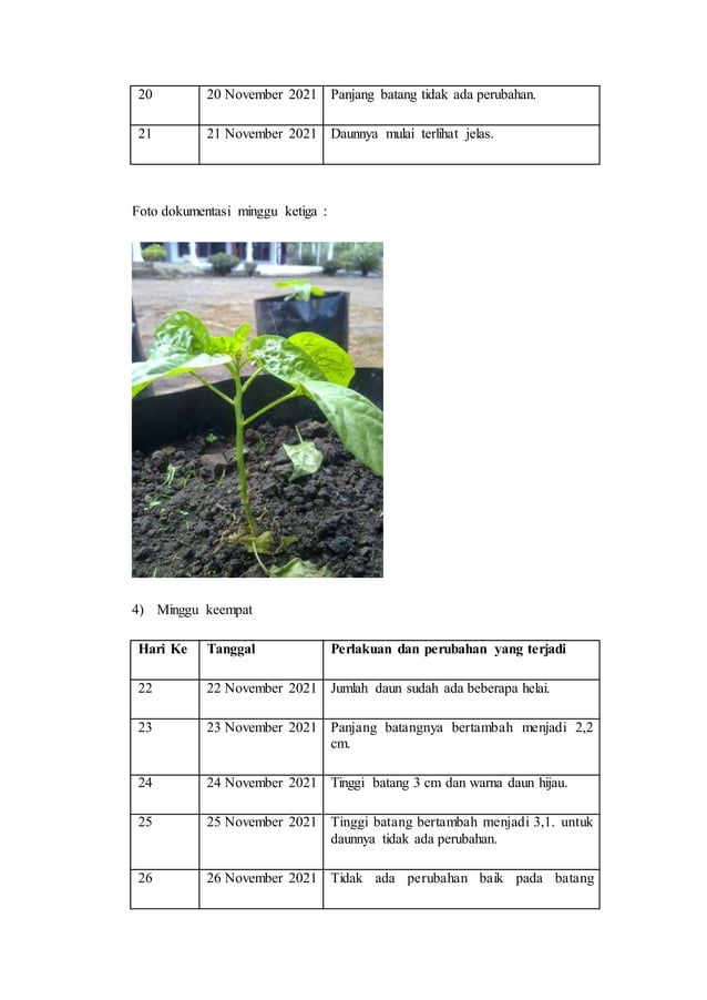 Laporan Penanaman Cabe.docx