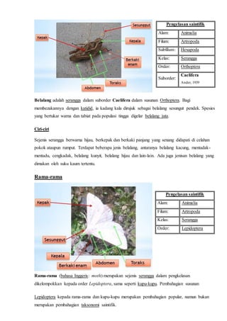 Laporan pengelasan serangga (tugasan individu) | PDF