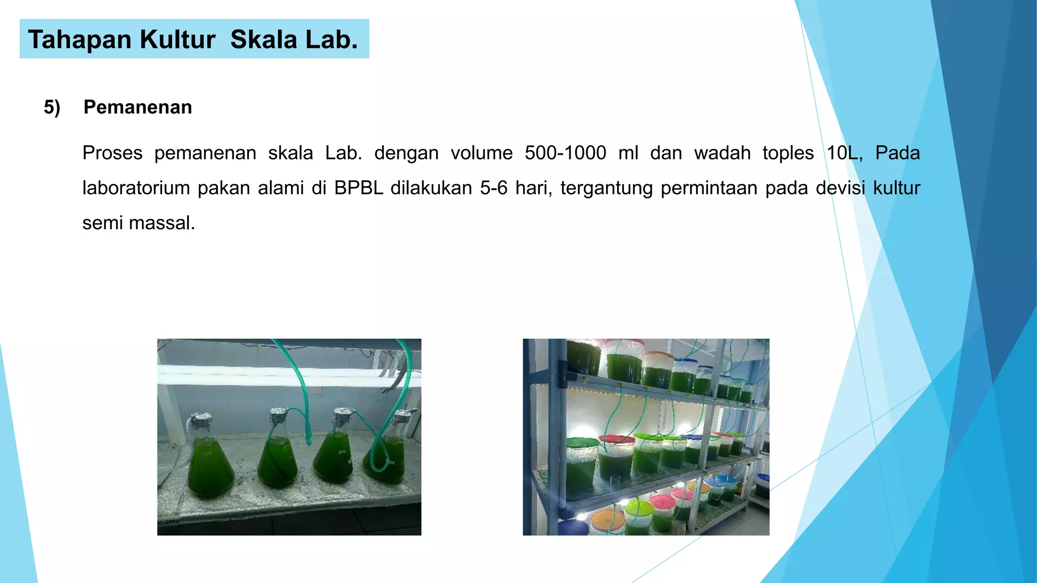 LAPORAN PKL - Teknik kultur Pakan alami Slide.pptx