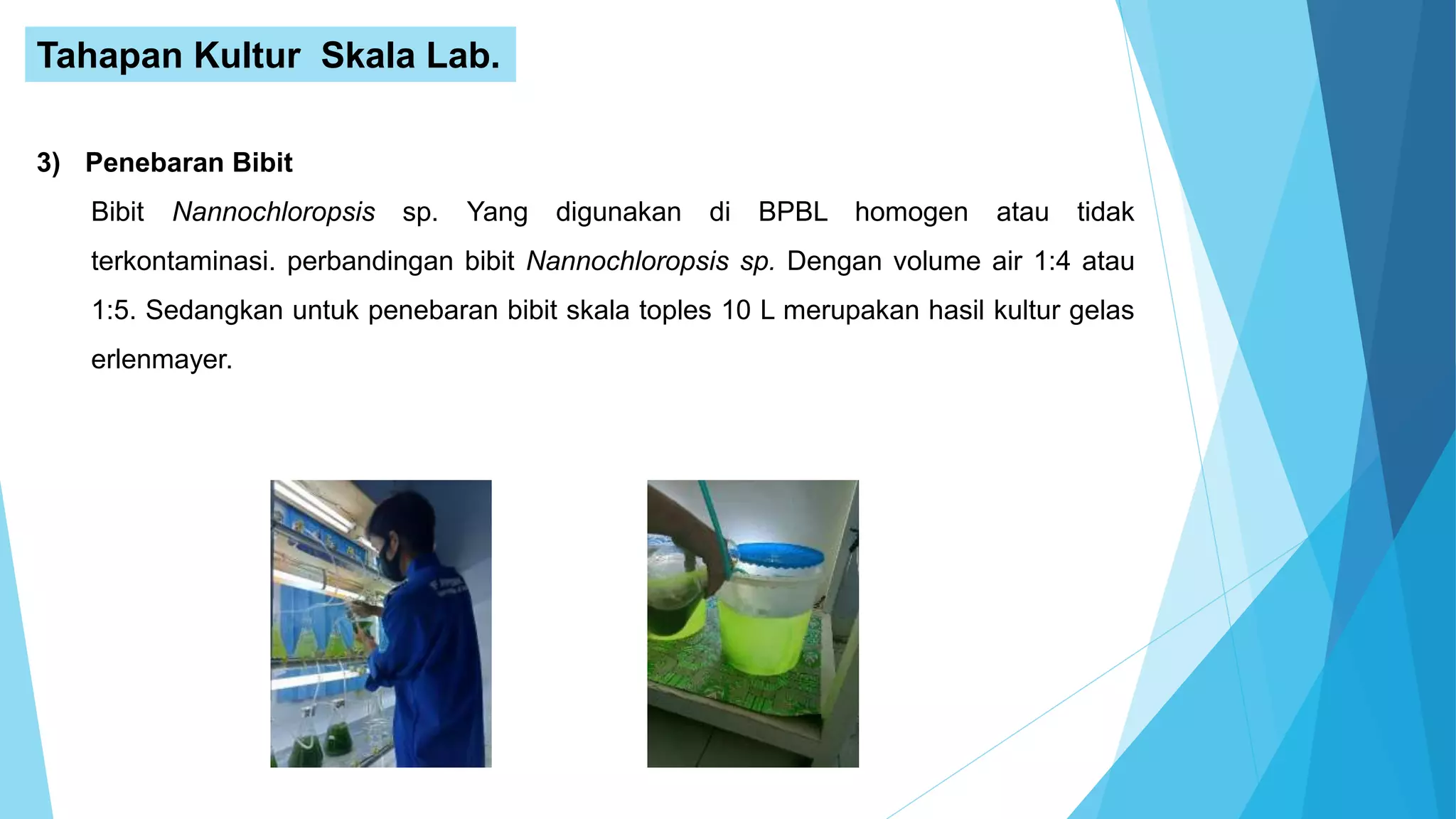 LAPORAN PKL - Teknik kultur Pakan alami Slide.pptx