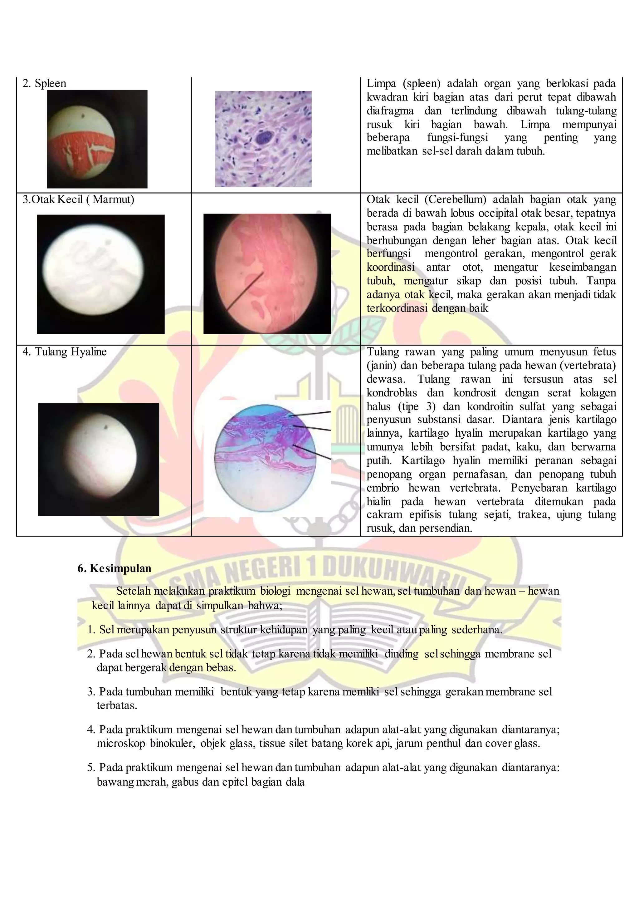 Laporan Praktikum Mikroskop | DOCX