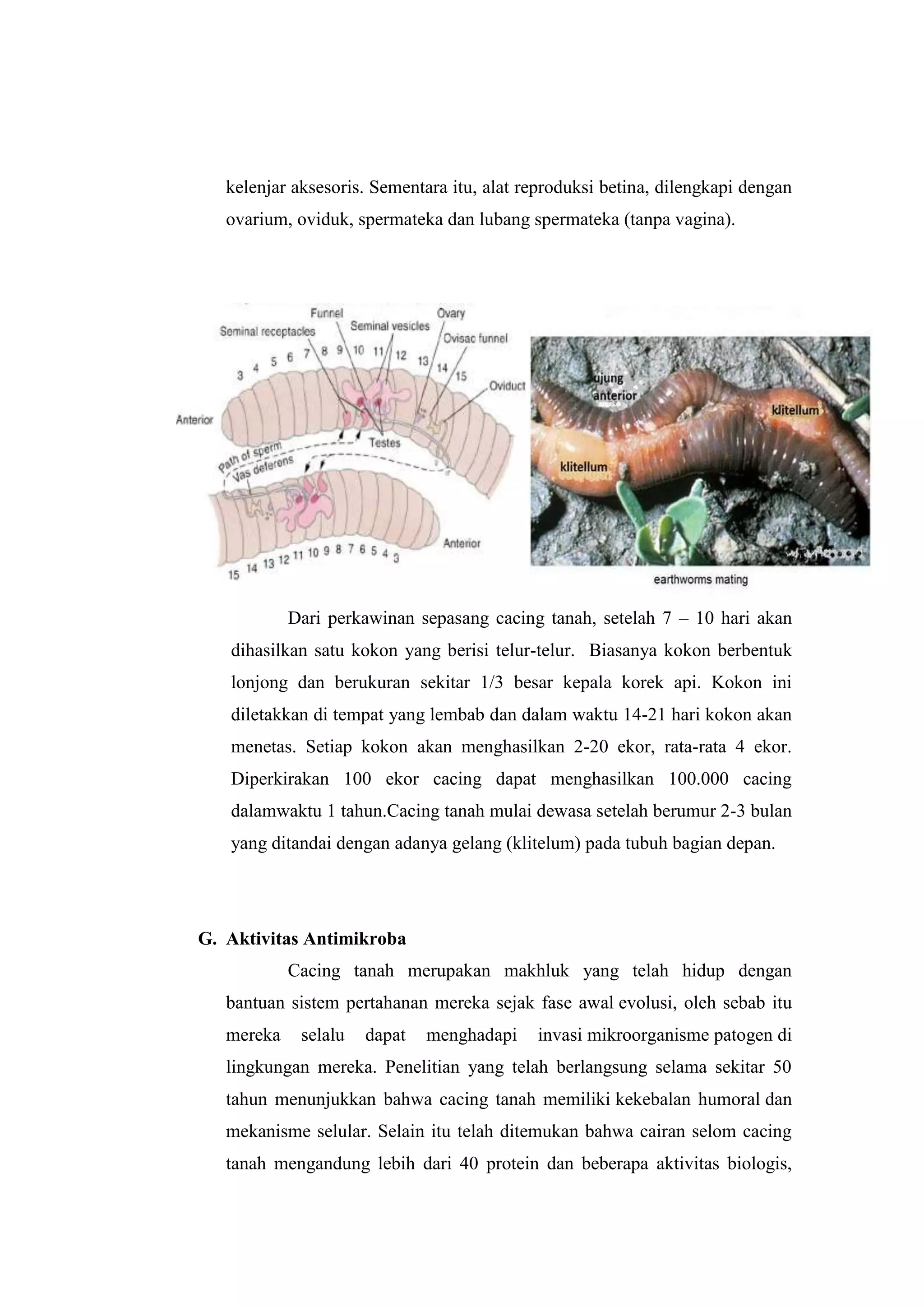Laporan praktikum avertebrata phylum annelida | DOCX