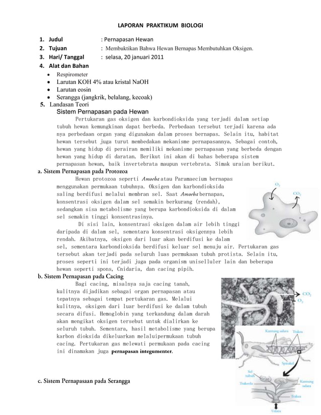Laporan praktikum biologi pernapasan | DOCX