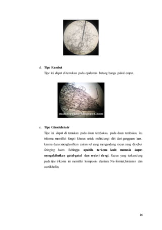 Laporan Praktikum Biologi Trikomata | DOCX