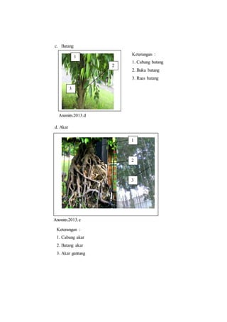 Laporan praktikum botani tumbuhan tinggi 3 sub classis hamamelidae dan ...