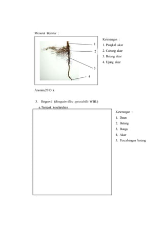 Laporan praktikum botani tumbuhan tinggi 3 sub classis hamamelidae dan ...