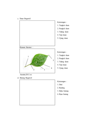 Laporan praktikum botani tumbuhan tinggi 3 sub classis hamamelidae dan ...