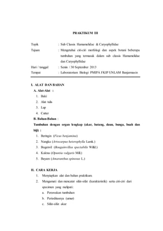 Laporan praktikum botani tumbuhan tinggi 3 sub classis hamamelidae dan ...