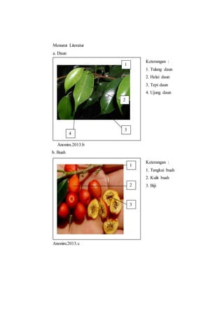 Laporan praktikum botani tumbuhan tinggi 3 sub classis hamamelidae dan ...