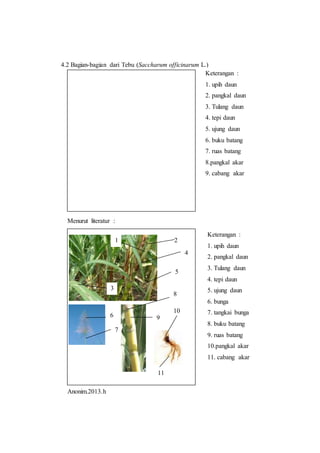 Laporan praktikum botani tumbuhan tinggi 7 sub classis alismatidae ...