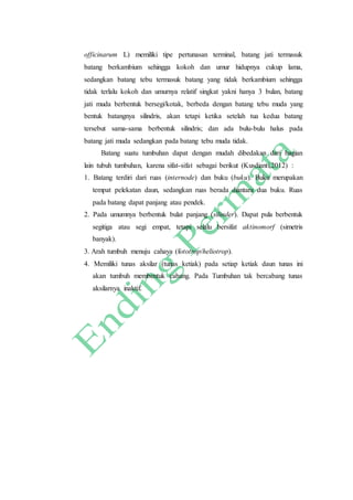 Laporan Praktikum II Batang (Caulis) | DOCX