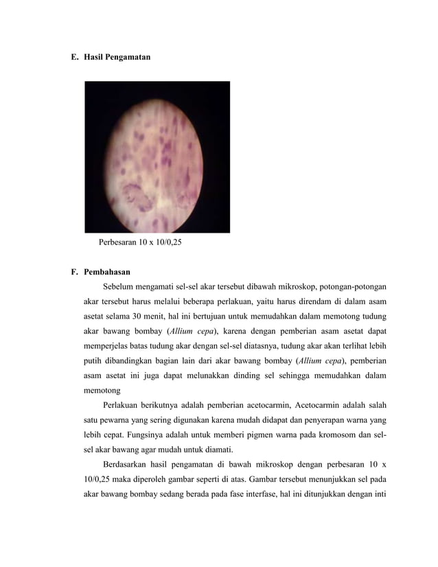 Laporan praktikum mitosis akar Allium cepa | PDF