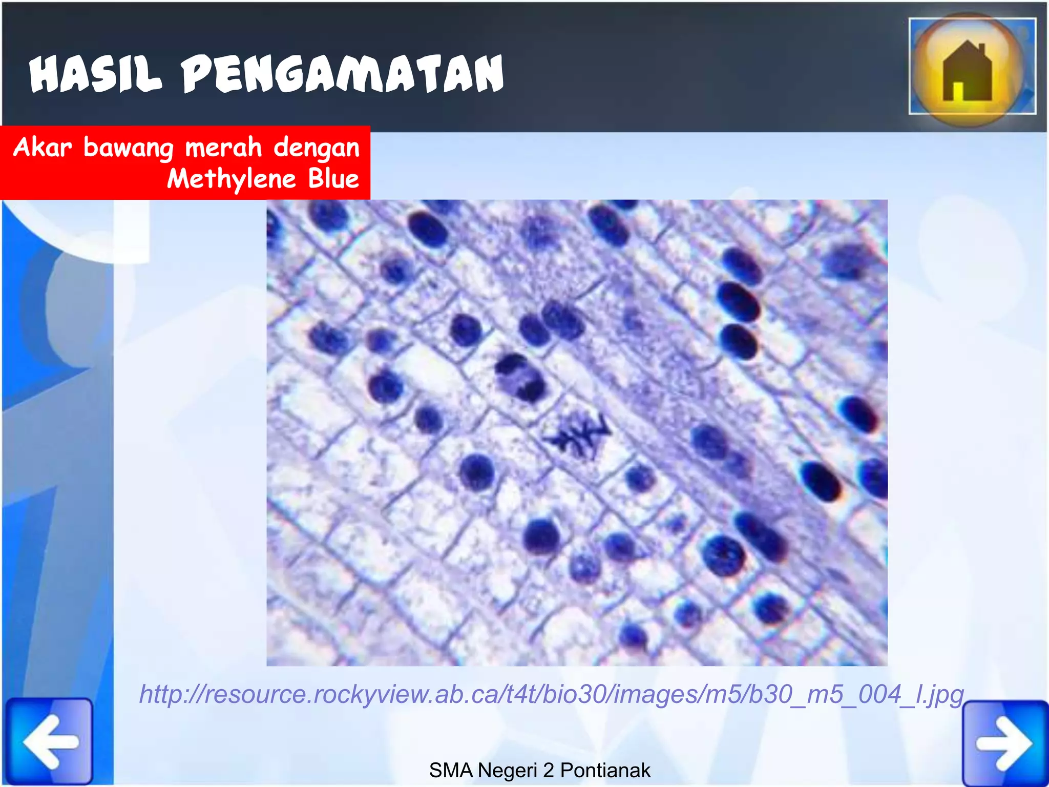 Laporan praktikum pembelahan mitosis | PPTX